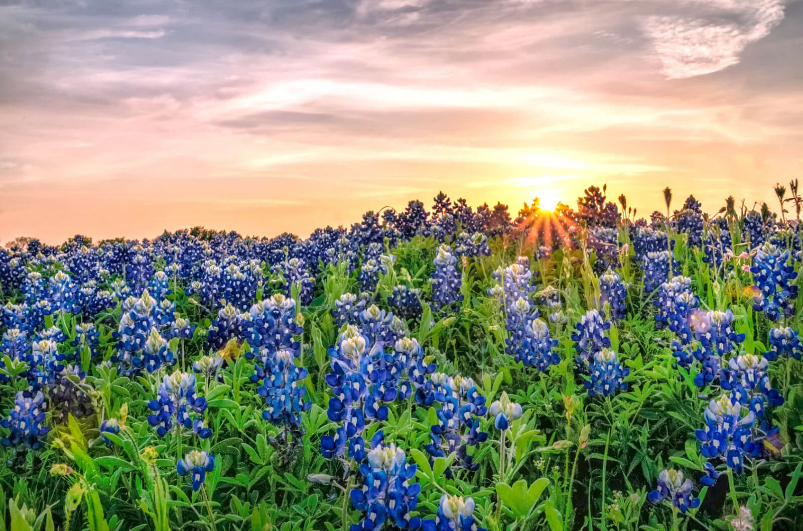 Bucket List - Top Things Every Traveling Texan Should Do! - Republic Title